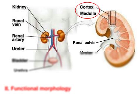 Solution Phsl Physiology Functional Anatomy Of The Kidney Studypool