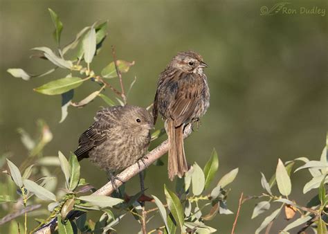 Brood Parasitism Of Song Sparrows By Brown Headed Cowbirds Feathered