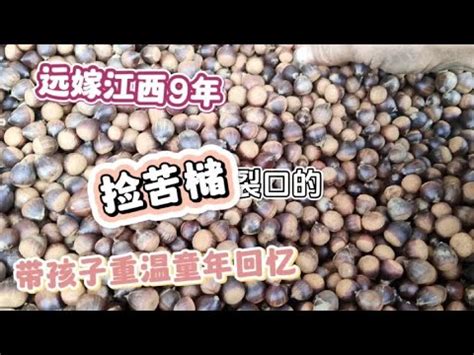 8090后的你捡过苦槠苦槠放柴火灶烤熟后太香了满满的回忆 YouTube