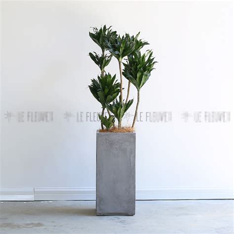 太阳神盆栽 寓意 植物 第14页 大山谷图库
