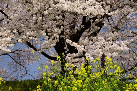 京都の春 八幡の背割り桜 20120412 DSC06542 S そめいよしの 染井吉野 Prunus x Flickr