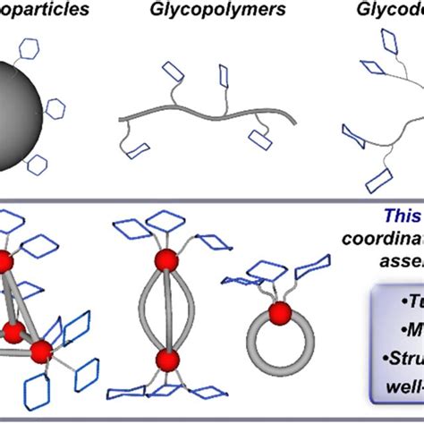 Multivalent Glycoassemblies Including Nanoparticles Polymers And