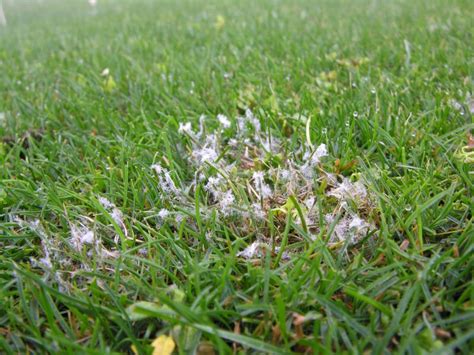 Dollar Spot — Department Of Plant Science