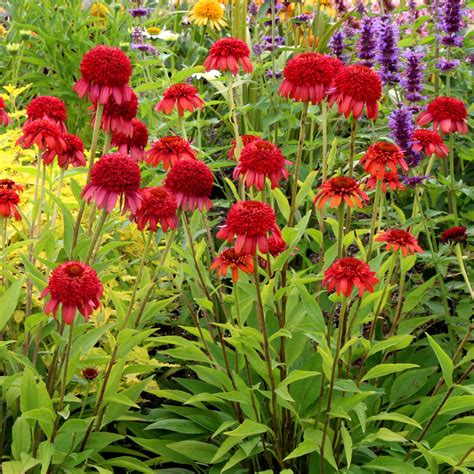 Echinacea ‘secret Love Terra Nova® Nurseries Inc