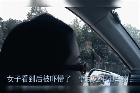 长颈鹿把头伸进车里，女子慌乱之中把车窗关上，下一秒悲剧发生了