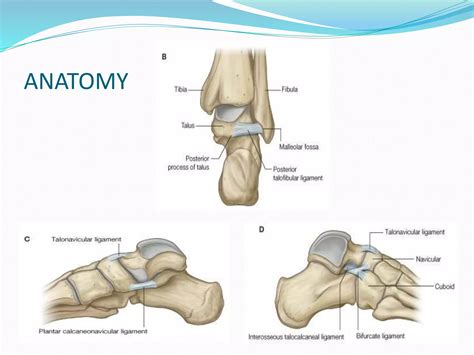 Talus Fracture Pptx