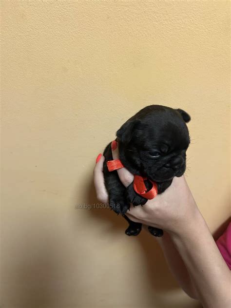 Френски булдог Други редки породи 1 месеца Женско Нечистокръвно Кучета продава Добри