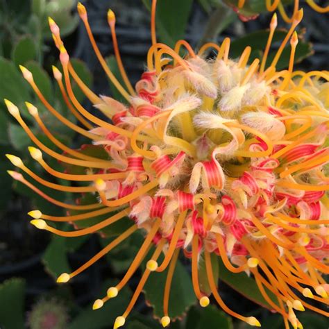 Leucospermum Mardi Gras Petite Garden Express
