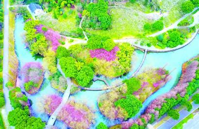 梅花园中俏