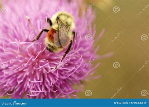 A Bumble Bee On Pink Stock Image Image Of Macro Yellow 55249923