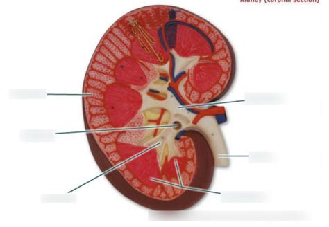 Pearson Labeled Urinary Models Diagram Quizlet
