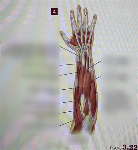 Posterior Forearm Superficial Diagram Quizlet