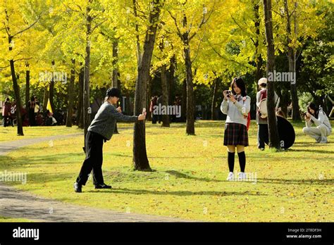 Golden Ginkgo Trees In Zhejiang Normal University Draw Tourists Jinhua City East Chinas