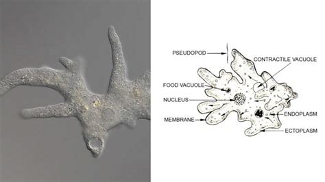Endoplasmic Reticulum Er Structure Functions And Diagram Biology