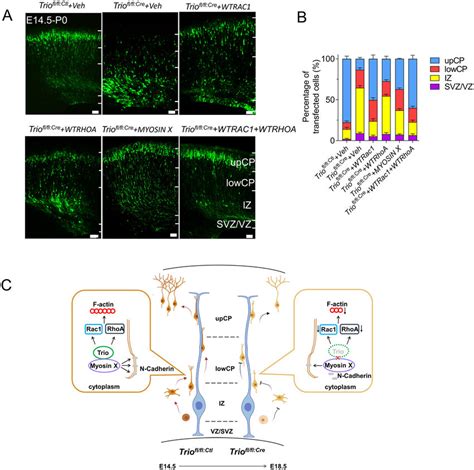Defects Of Neuronal Migration Are Rescued By Overexpressed Rac1 And Download Scientific Diagram