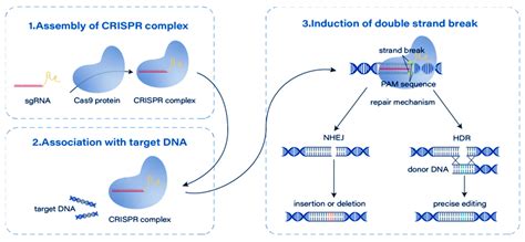 Sgrna 产品管线 图维生物医药科技（苏州）有限公司