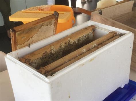 Arthrex Gmbh On Linkedin Arthrex Gmbh Has Been Keeping Honeybees On