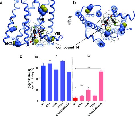 Cysteine 75 Seems To Be Involved In A Covalent Bond With Compound 14