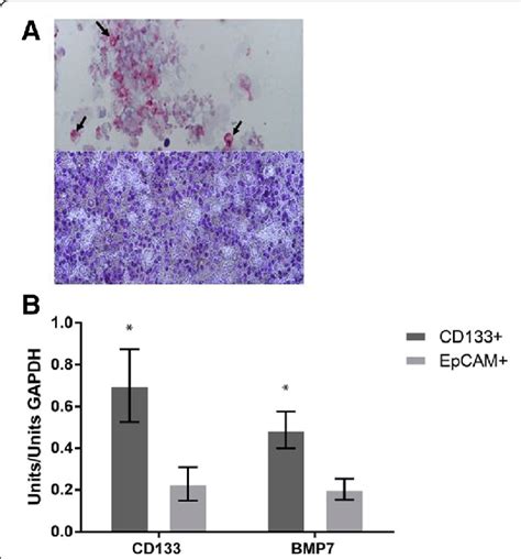 Cd133 And Cd133 Are Various Cell Fractions A Immunocytochemical
