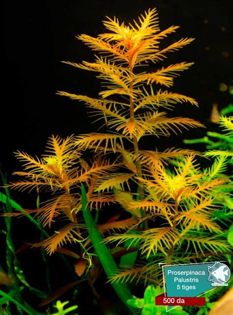 Proserpinaca Palustris Aqua Dream Shop
