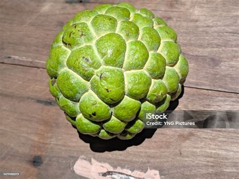 Srikaya는 열대 지방에서 유래 한 Annona 속에 속하는 식물입니다 스리 카야 과일은 많은 눈을 가진 피부로 둥글다 살은 흰색이다 0명에 대한 스톡 사진 및 기타