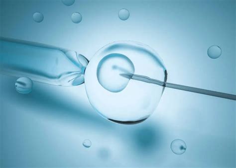 Cómo se clasifica la calidad de un embrión CANDIDA PALEO BLOG