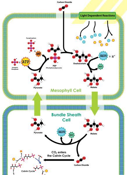 Difference Between C And C Plants Photosynthesis Photosynthesis And Cellular Respiration
