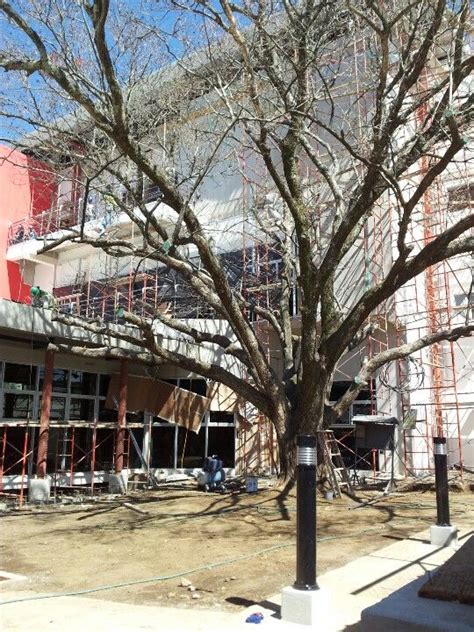 Arbol Y Arquitectura Arquitectura Arboles Arbol Y Arquitectura Arquitectura Arboles