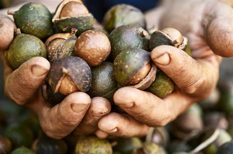 Caring For Your Backyard Macadamia Tree Your Questions Answered Australian Macadamias
