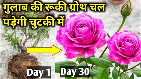 How To Get Maximum Growth On Rose Plantbest Fertilizer For Rose Plant