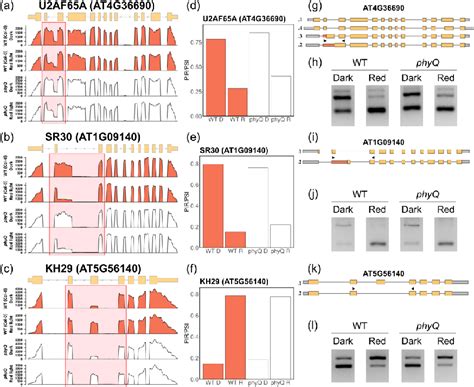 Figure 2 From Role Of Phytochromes In Red Light Regulated Alternative