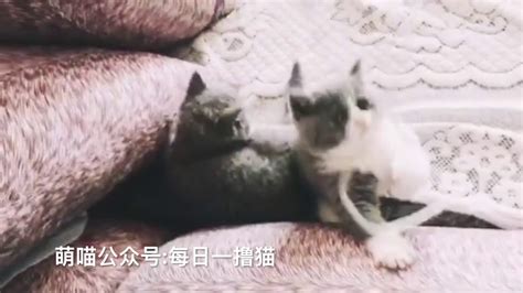 云养猫 刚出生小奶猫，还能比这更萌？ Youtube