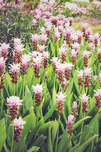 Turmeric Curcuma Alismatifolia 또는 Siam 튤립 또는 여름 튤립 빈티지 효과를 0명에 대한 스톡 사진