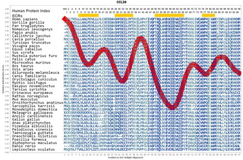 Ccl20 Gene Genecards Ccl20 Protein Ccl20 Antibody