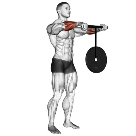 Barbell Wrist Curl Video Guide Tips And Variations 2025