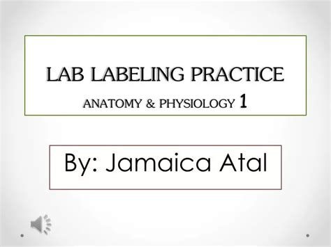 PPT LAB LABELING PRACTICE ANATOMY PHYSIOLOGY 1 PowerPoint Presentation ID 1960866