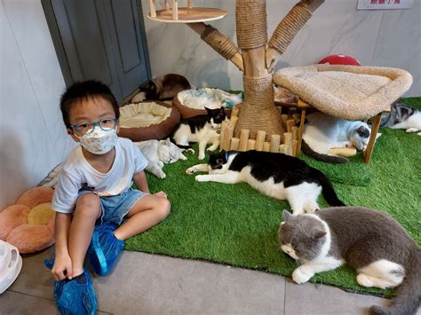 山系小達人﹝雞丁暟遊天下﹞ 【暟。玩。樂】35 與貓貓共進豐富午餐【cat Cafe 3】