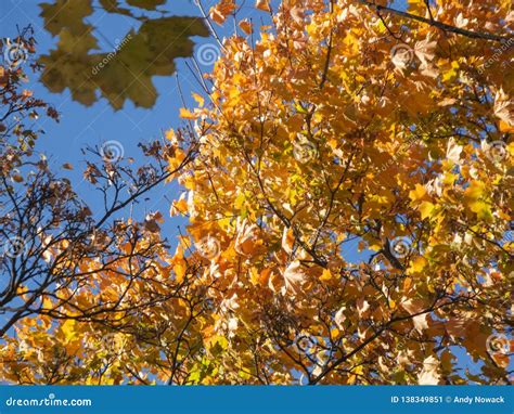 Autumn Leaves Of A Lime Tree Stock Image Image Of Sunshine Orange