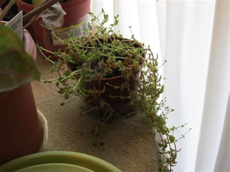 Crassula Capitella Subsp Thyrsiflora Aka ‘caput Minima « The Belmont Rooster