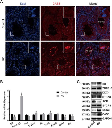 Ezh2 Deficiency Elevates Apoptosis A Immunofluorescence Staining Of