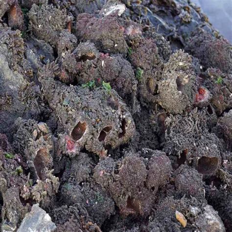 Mysterious Stone ప్రాణం ఉన్న రాళ్లు గాయపరిస్తే రక్తం కూడా కారుతుంది