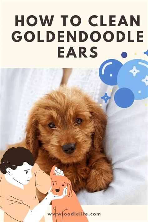 How To Clean Goldendoodle Ears Steps Oodle Life Artofit