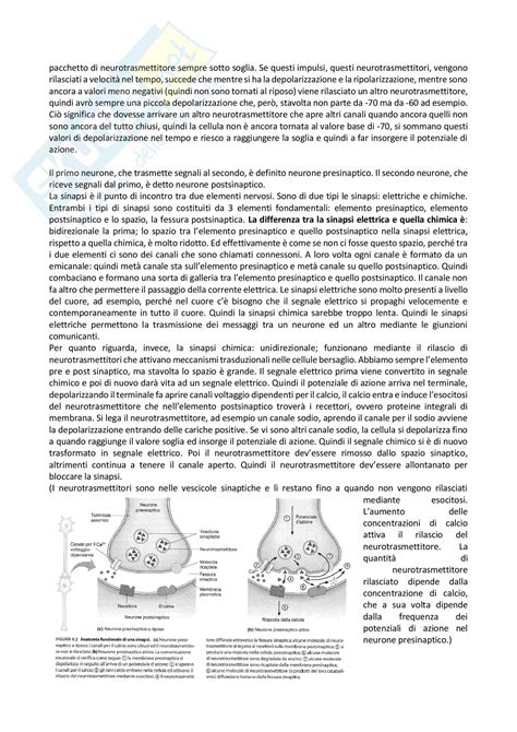 Appunti Sistema Nervoso Di Fisiologia Umana Professioni Sanitarie E