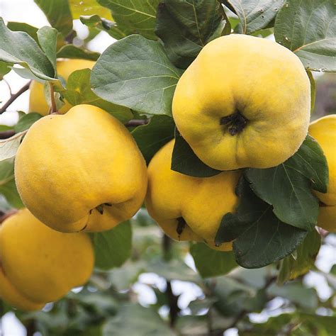 Quince Trees Uk Growing And Caring For Quince Trees Fruit Expert