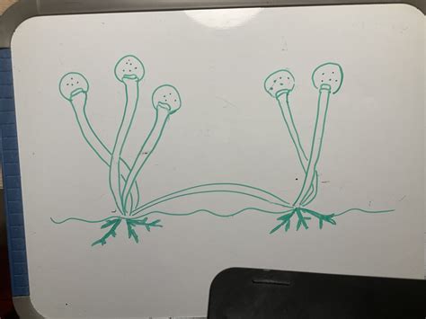 21 Fungi Diagram Quizlet