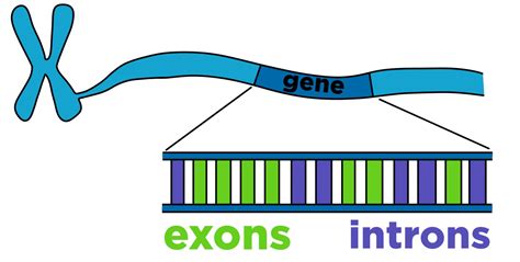 How To Identify Exon And Intron In Sequence Bioedit Kyklo