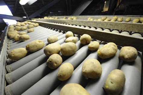 Potato Processing