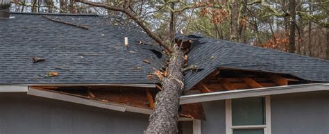 How Bad Is Roof Damage From Tree Falling On House Everything You Need To Know About Risks And