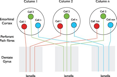 A Possible Organization Of The Entorhinal Input To The Dentate Gyrus
