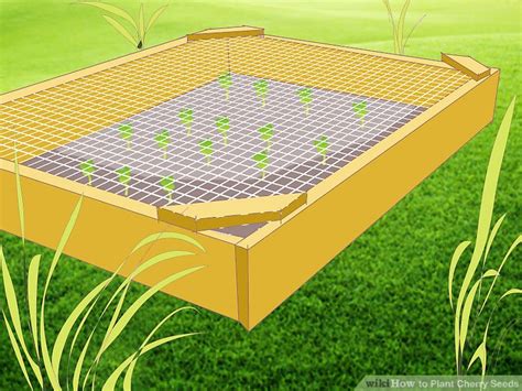 How To Plant Cherry Seeds With Pictures Wikihow